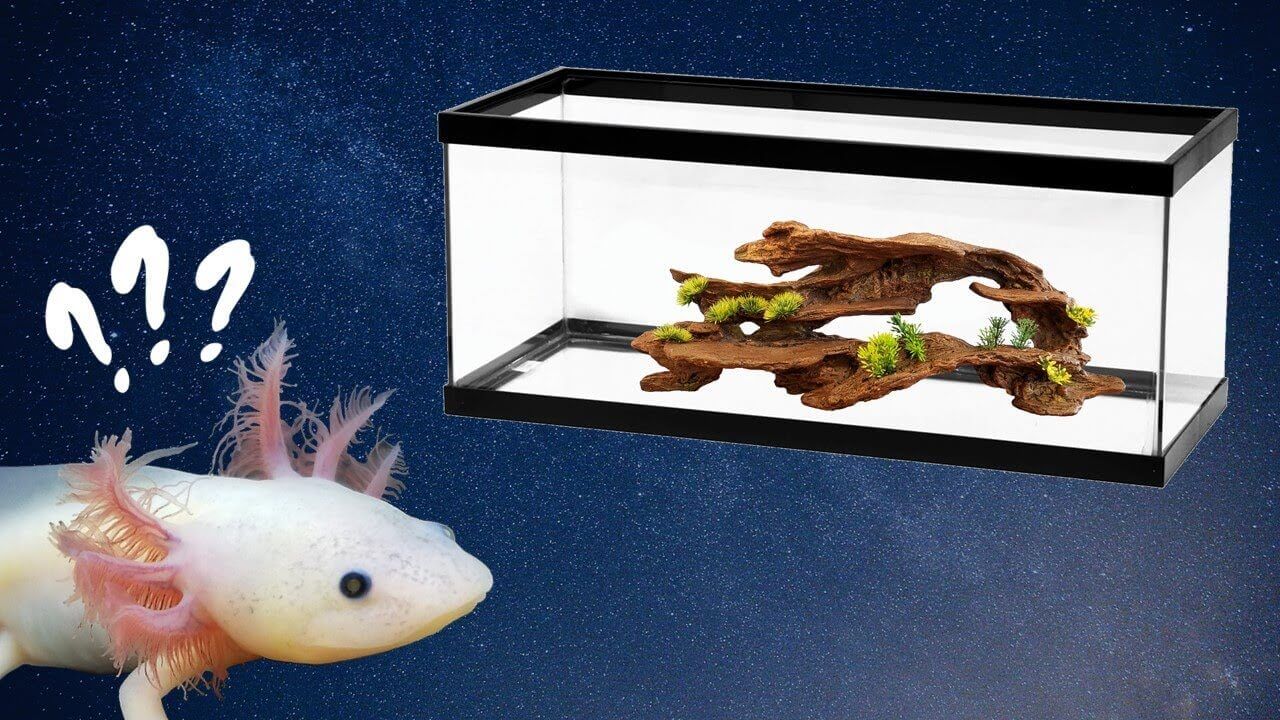 Choose the Perfect Axolotl Tank Size - Fish Realm Hub